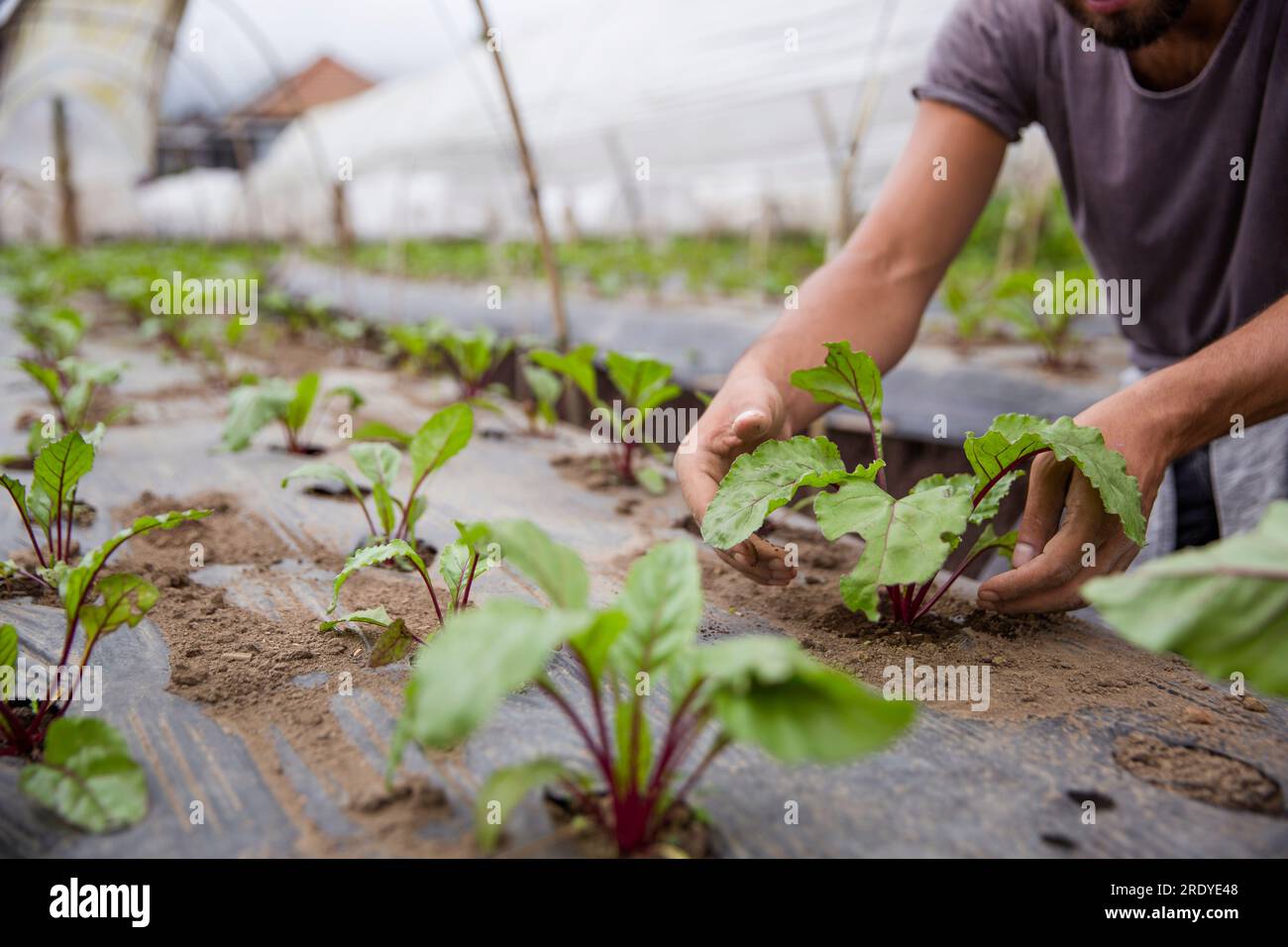 Nursery plant farm hi-res stock photography and images - Alamy