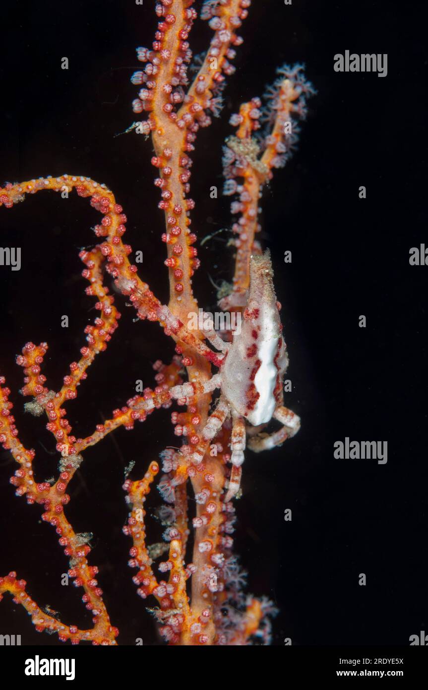 Spider Crab, Xenocarcinus depressus, on coral fan, Cendana Pearl Farm ...