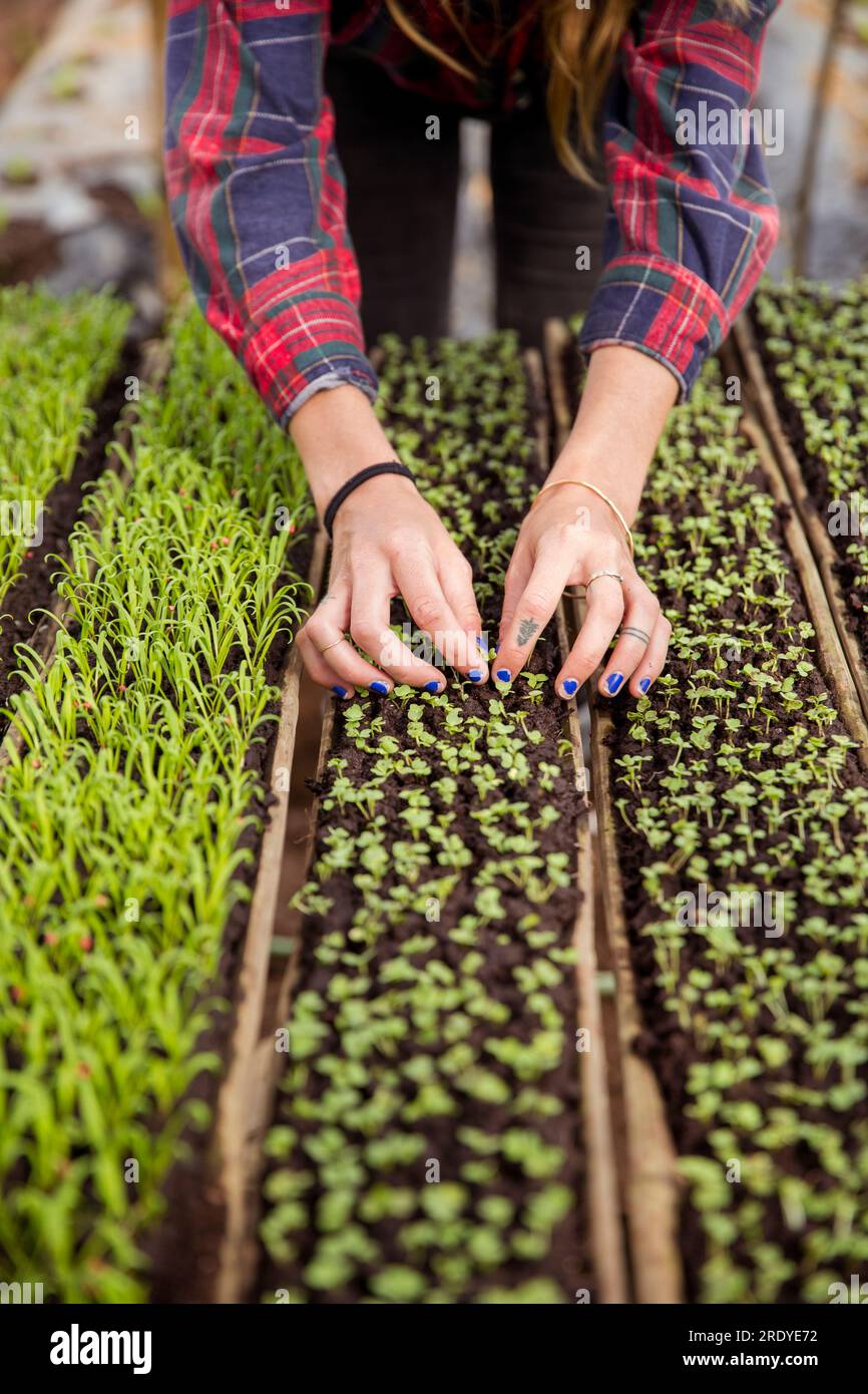 Farmer planting seedlings organic farm hi-res stock photography and ...
