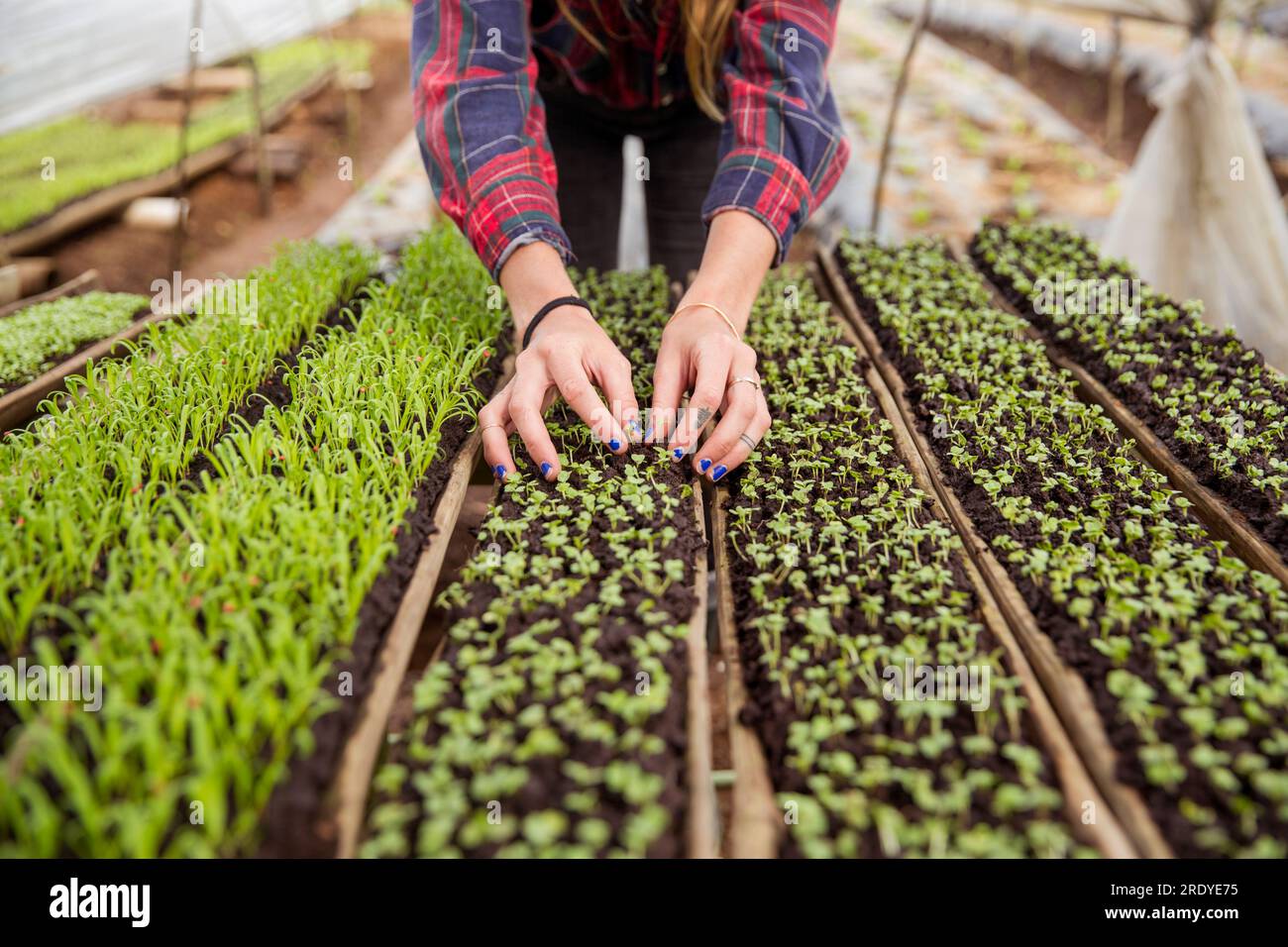 Farmer planting vegetable seedlings in farm Stock Photo - Alamy