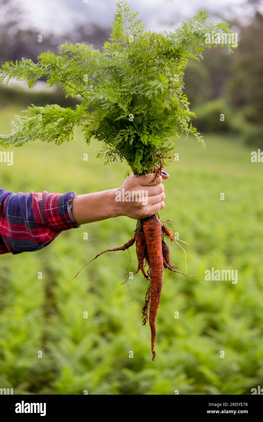 Hand holding organic farm hi-res stock photography and images - Alamy
