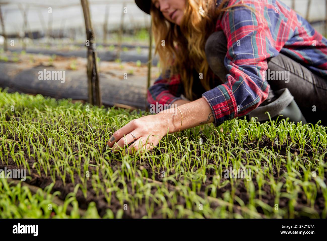 Farmer planting seedlings organic farm hi-res stock photography and ...
