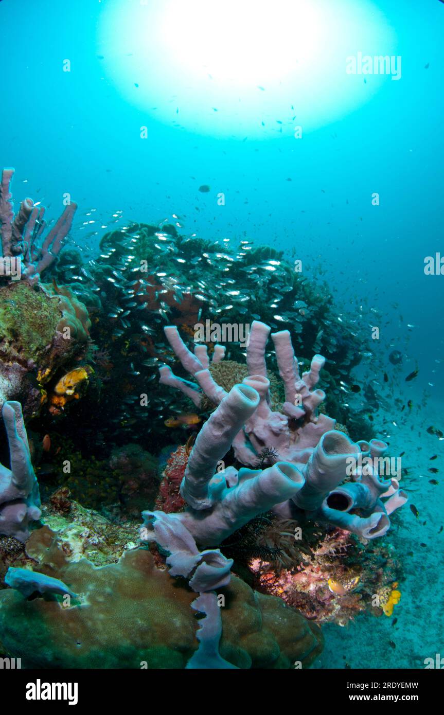 Silver Sweepers, Pempheris sp, around Tube Sponge, Callyspongia sp ...