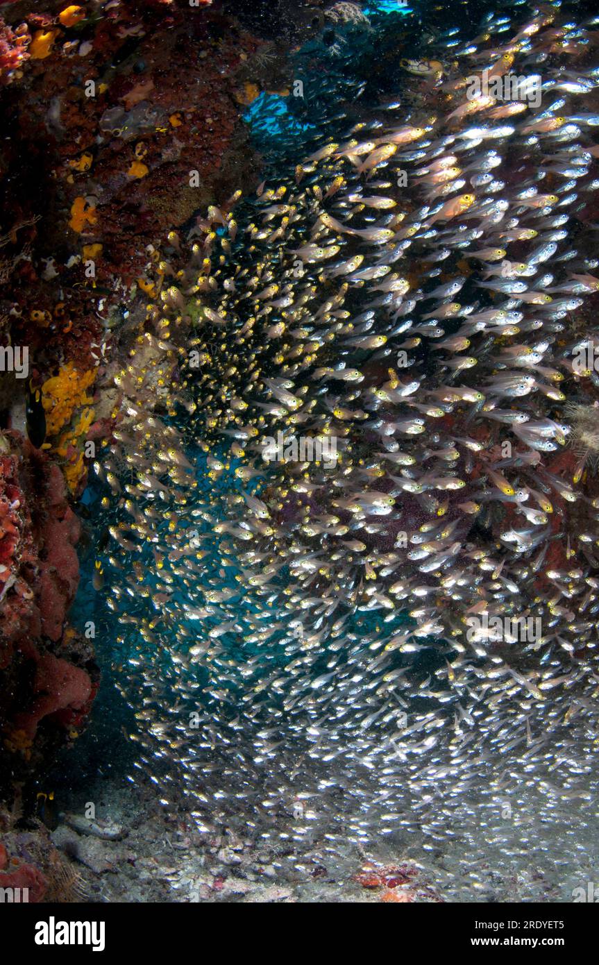 School of Yellow and Silver Sweepers, Pempheris sp, around coral, Manta ...