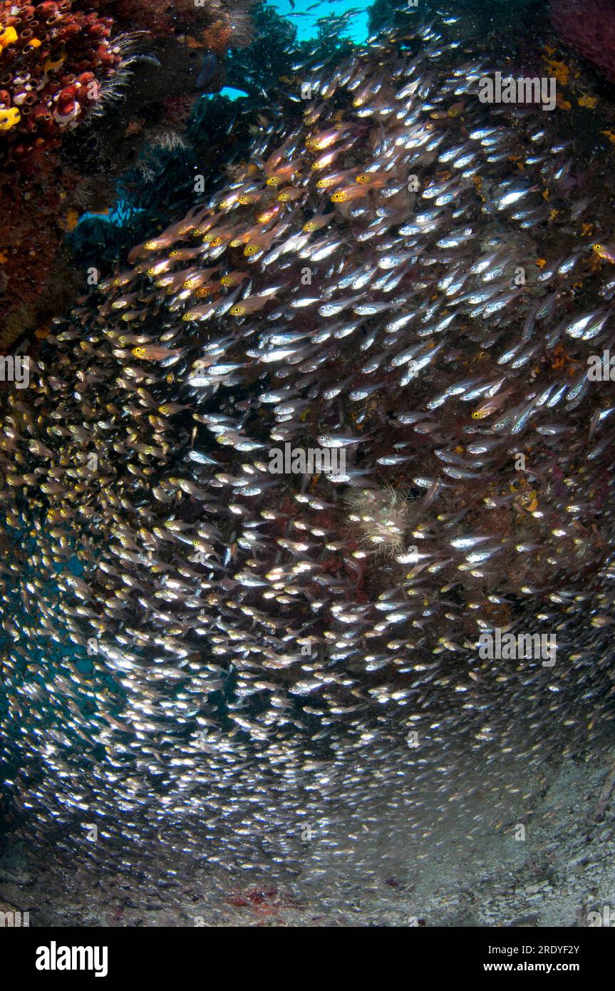 School of Yellow and Silver Sweepers, Pempheris sp, around coral, Manta ...