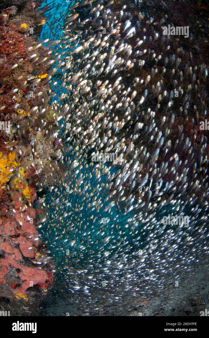 School of Silver Sweepers, Pempheris sp, around coral, Manta Sandy dive ...