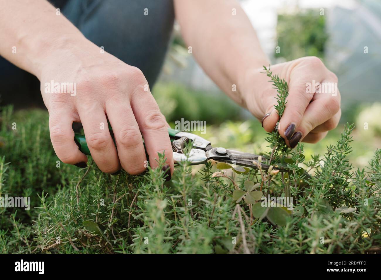 Close up female hands cutting hi-res stock photography and images - Alamy