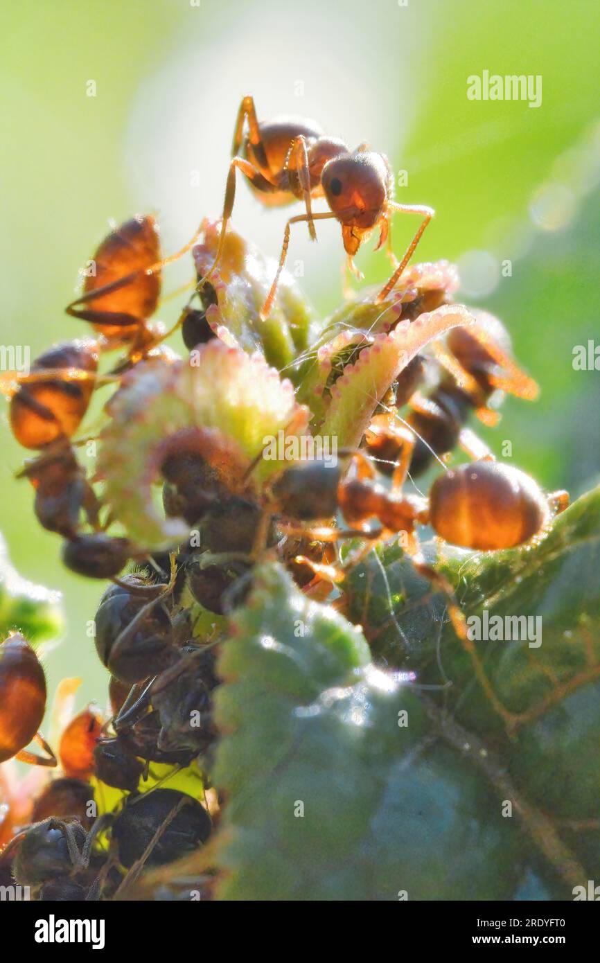 Macro photo of an ant standing on a plant Stock Photo - Alamy