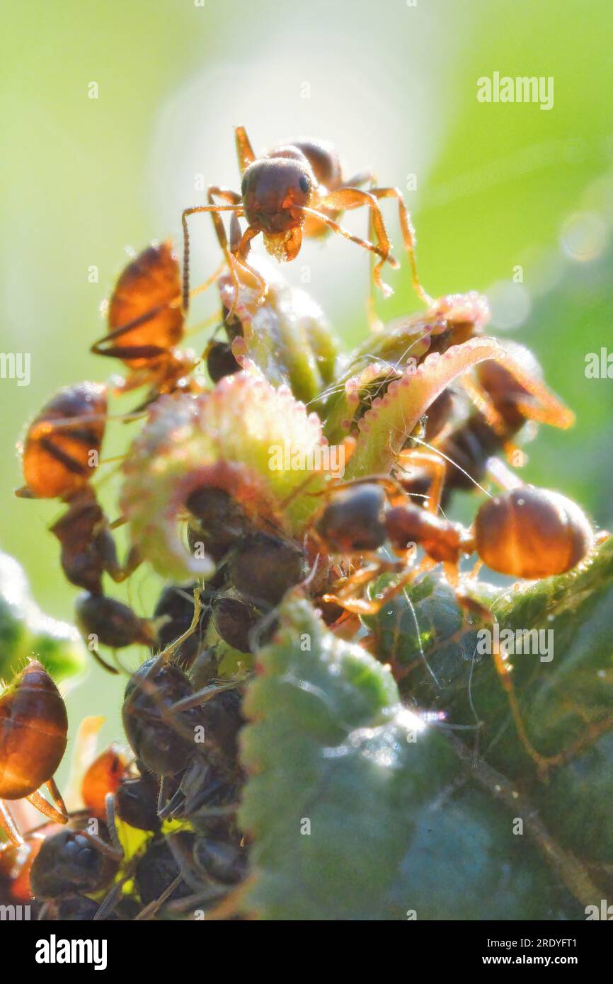 Macro photo of an ant standing on a plant Stock Photo - Alamy