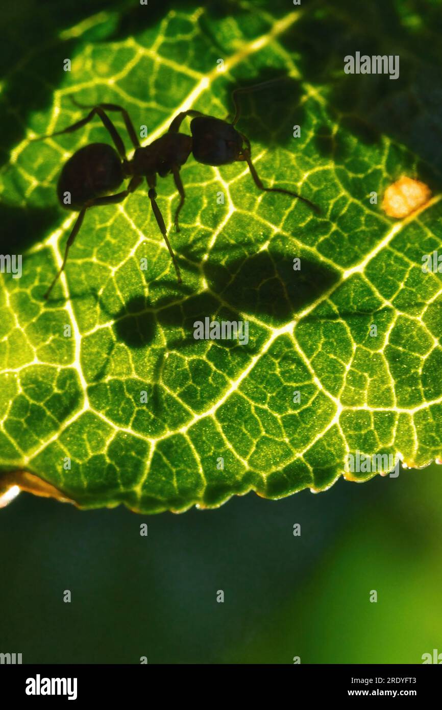 Macro photo of an ant standing on a plant Stock Photo - Alamy