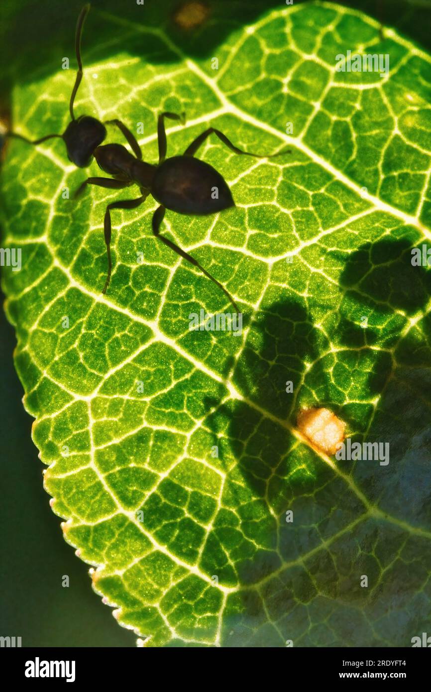 Macro photo of an ant standing on a plant Stock Photo - Alamy