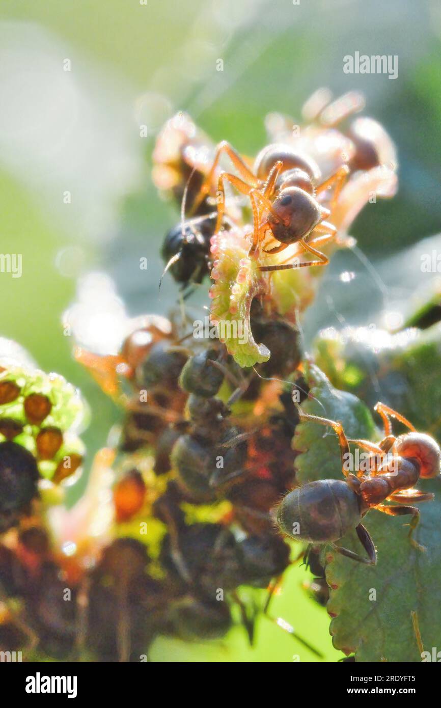 Macro photo of an ant standing on a plant Stock Photo - Alamy