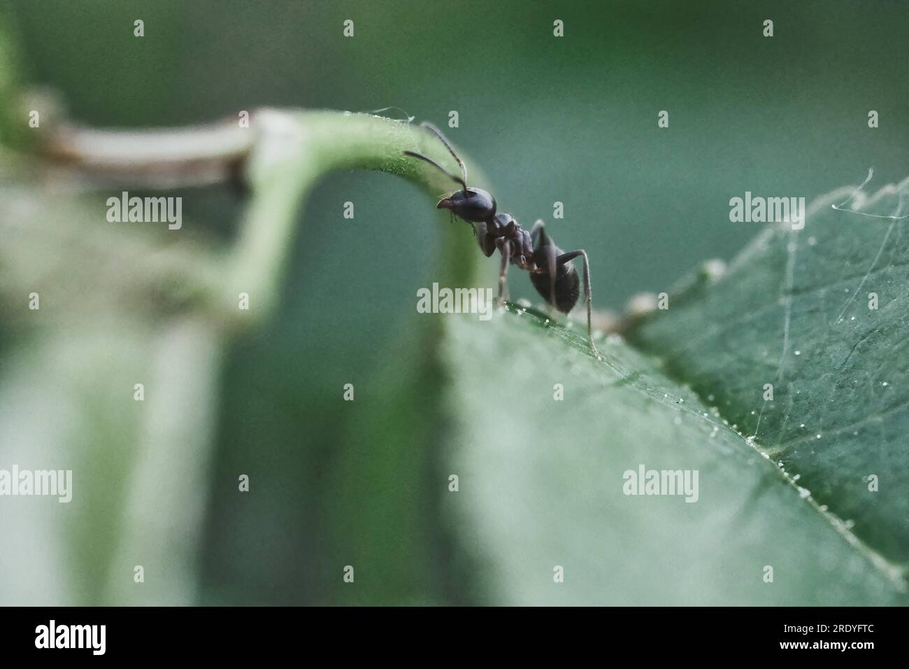 Macro photo of an ant standing on a plant Stock Photo - Alamy