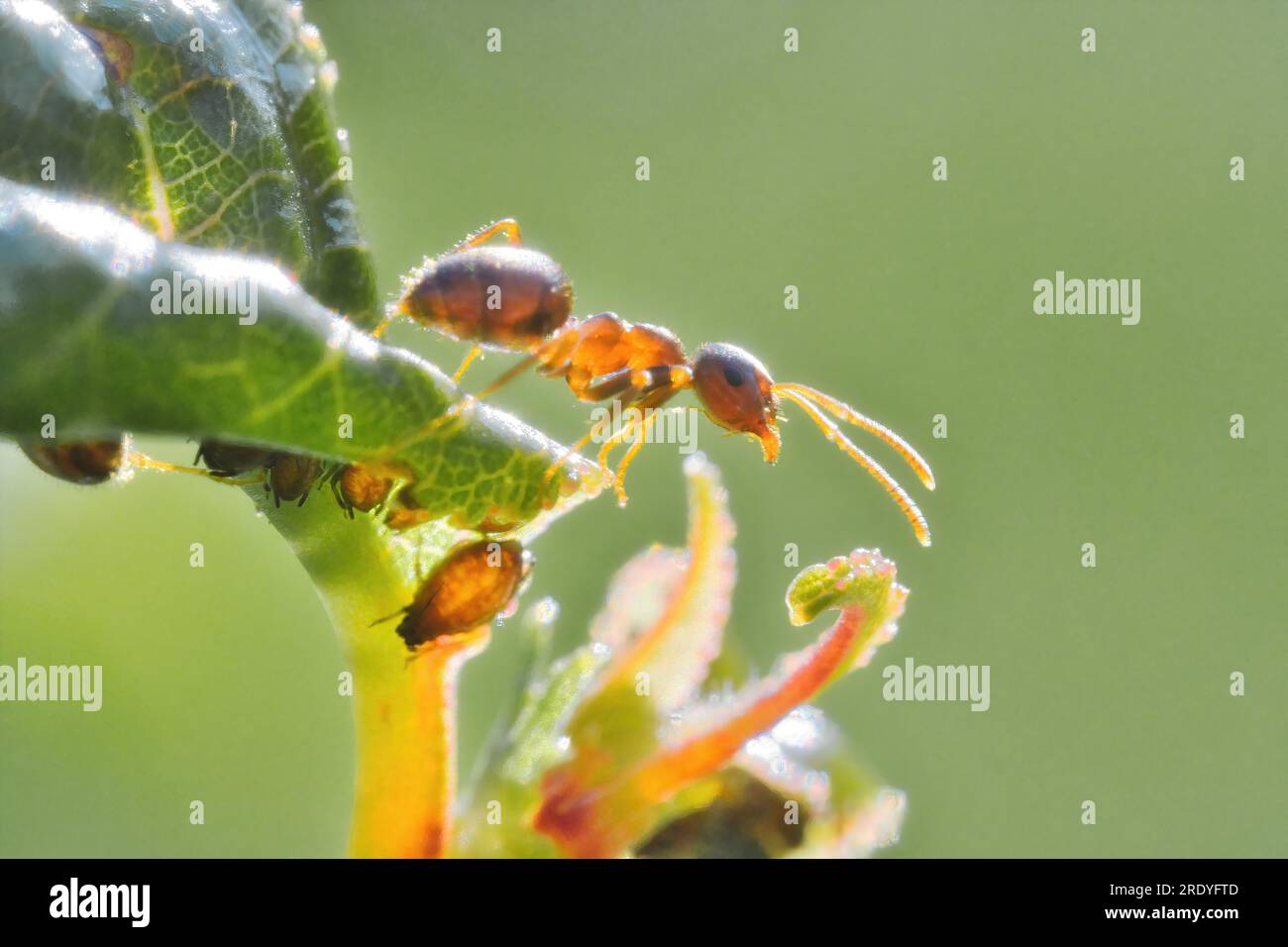 Macro photo of an ant standing on a plant Stock Photo - Alamy