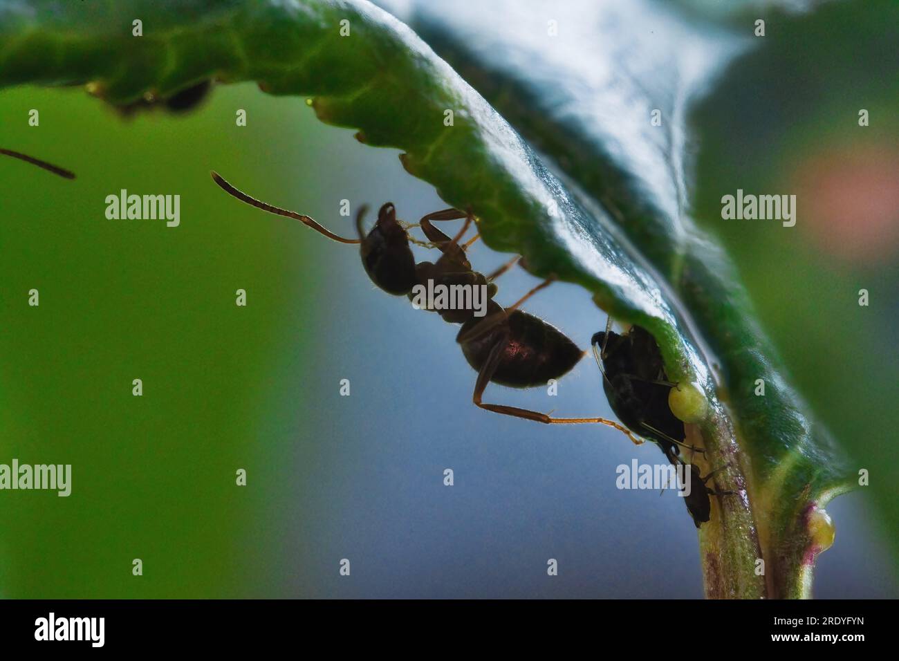 Macro photo of an ant standing on a plant Stock Photo - Alamy