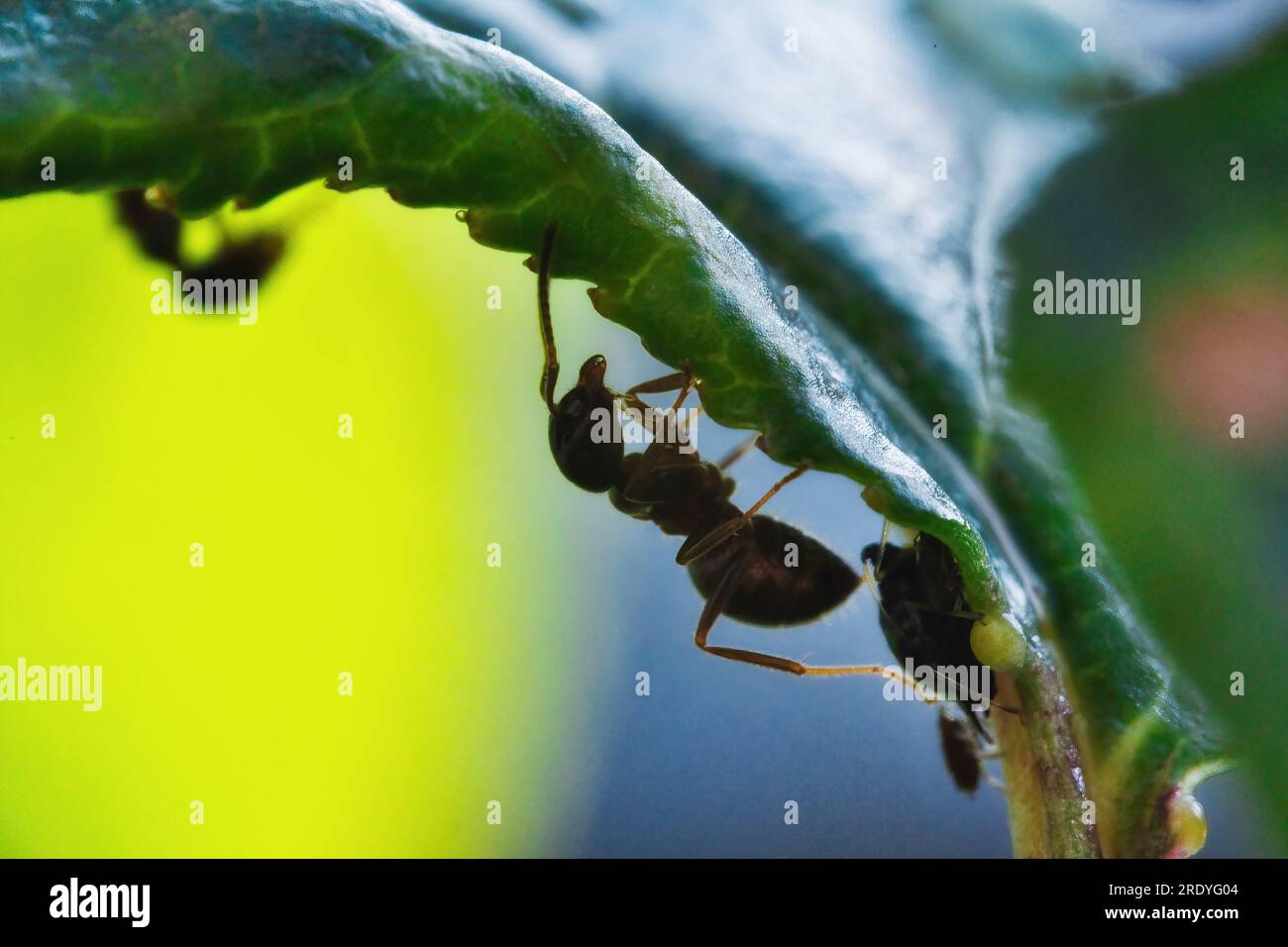 Macro photo of an ant standing on a plant Stock Photo - Alamy
