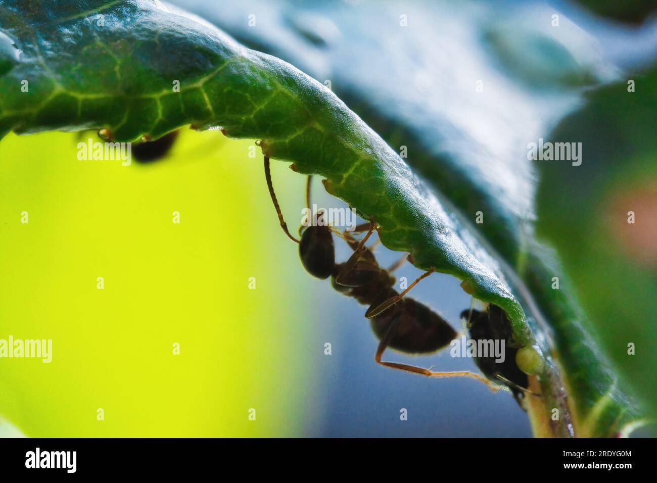 Macro photo of an ant standing on a plant Stock Photo - Alamy