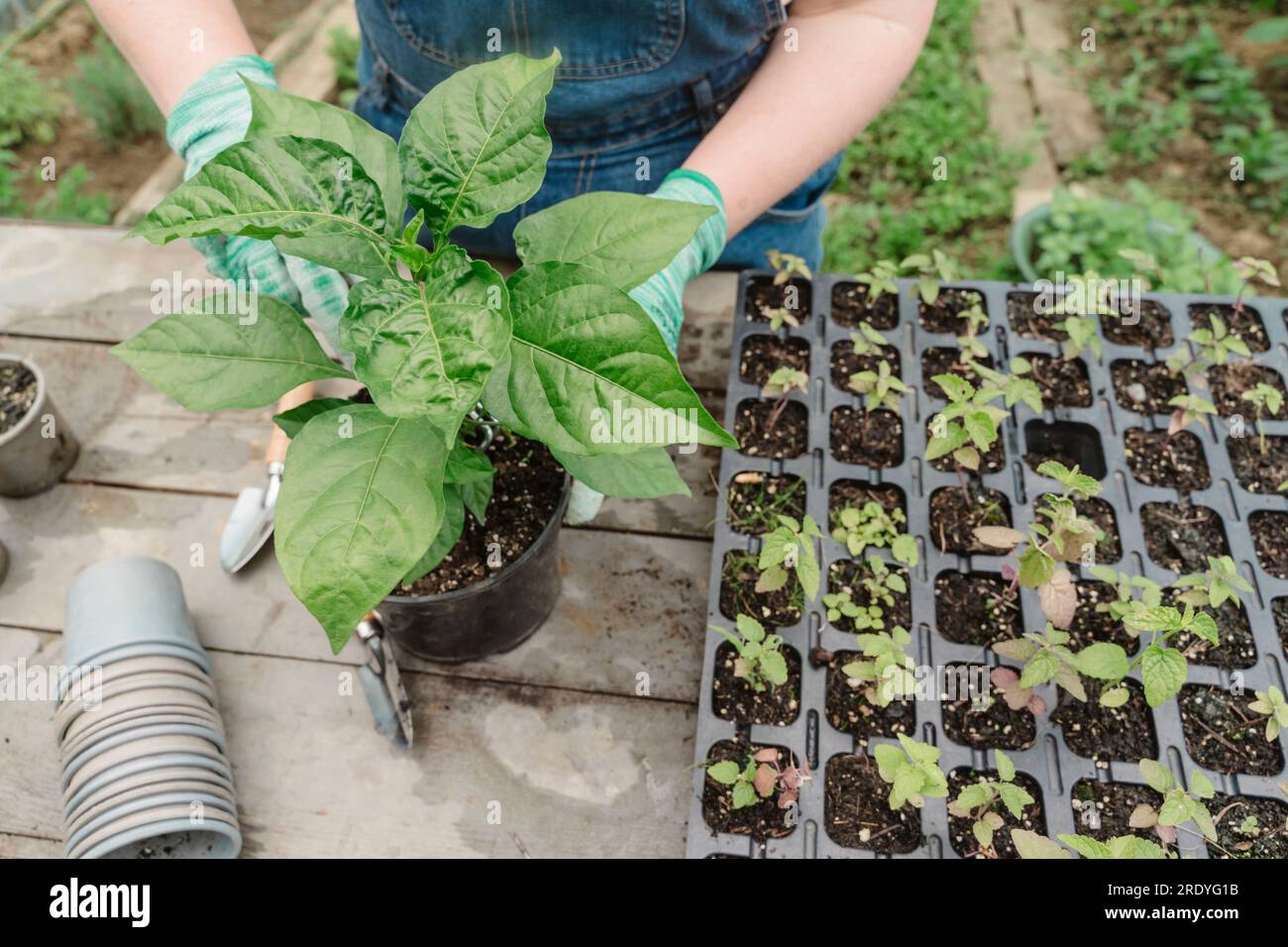 Nursery plant farm hi-res stock photography and images - Alamy