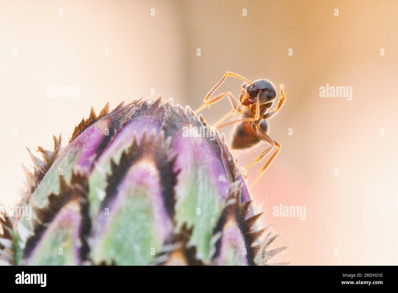 Macro photo of an ant sitting on a flower Stock Photo - Alamy
