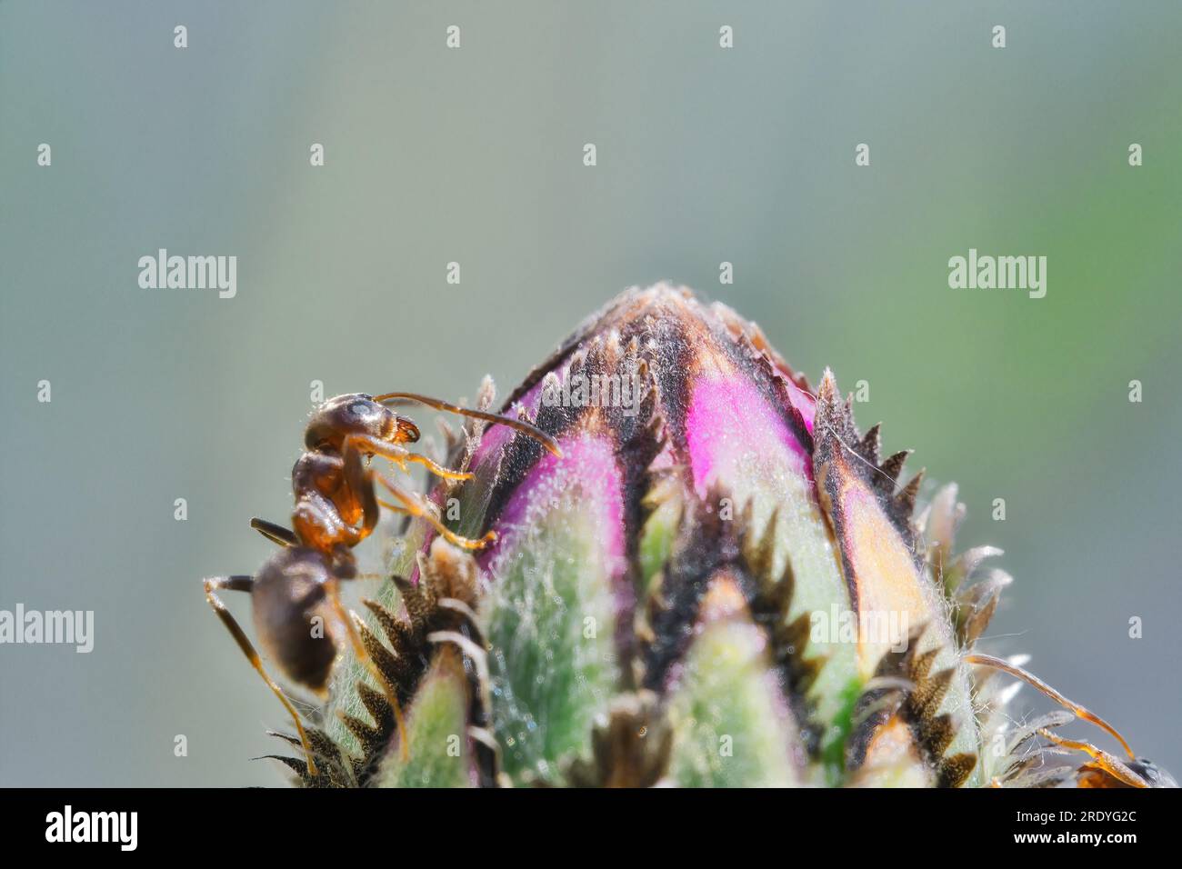 Macro photo of an ant sitting on a flower Stock Photo - Alamy