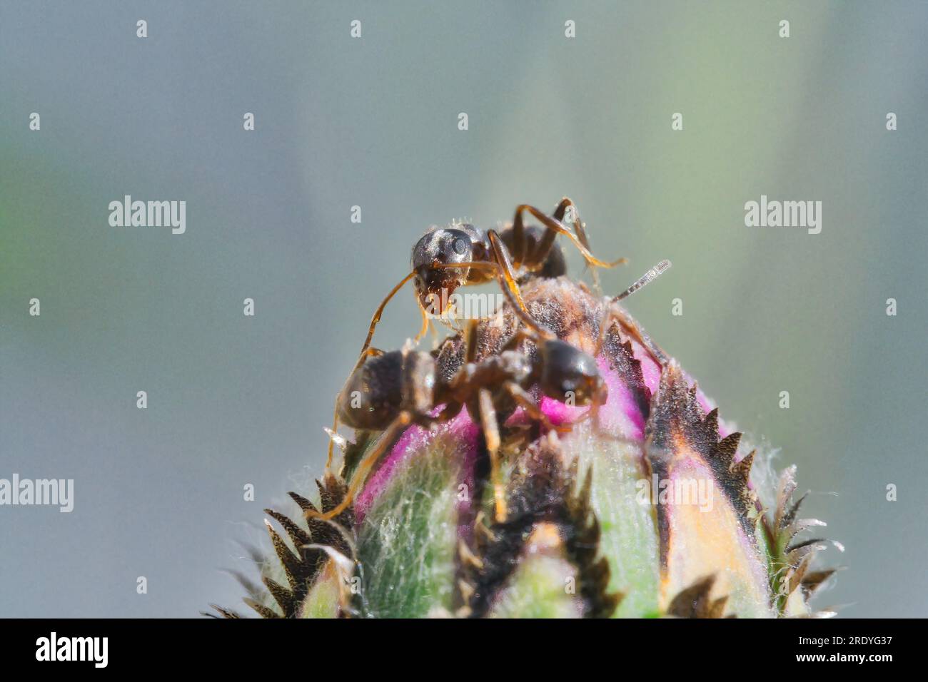 Macro photo of an ant sitting on a flower Stock Photo - Alamy
