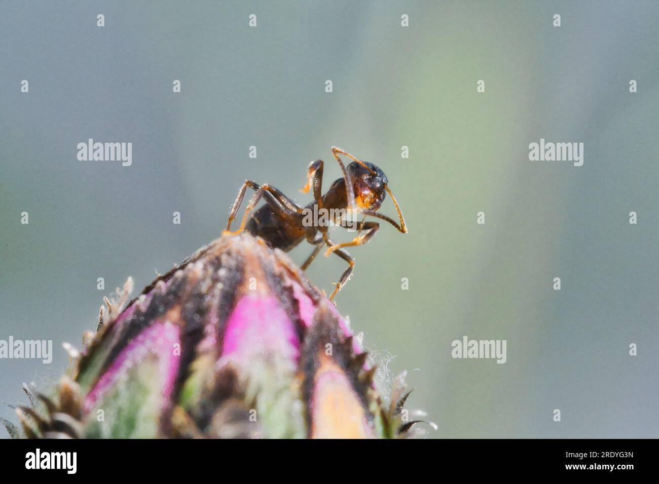 Macro photo of an ant sitting on a flower Stock Photo - Alamy