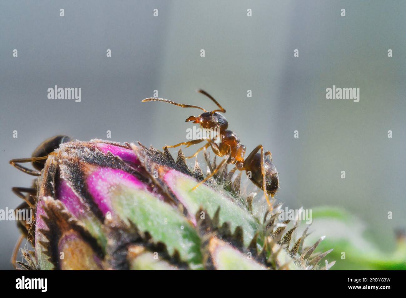 Macro photo of an ant sitting on a flower Stock Photo - Alamy