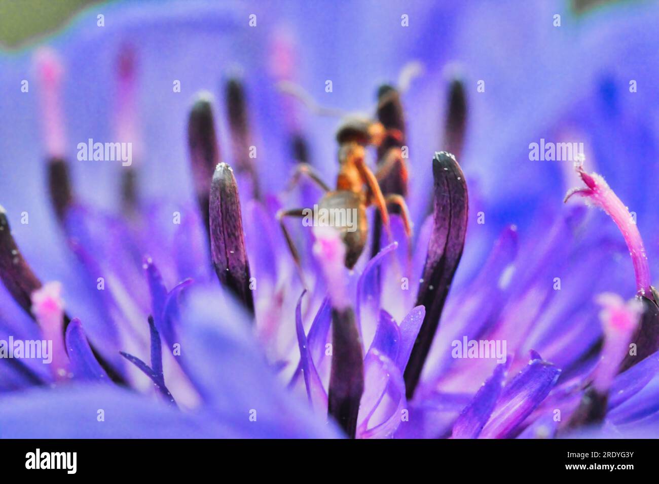 Macro photo of an ant sitting on a flower Stock Photo - Alamy