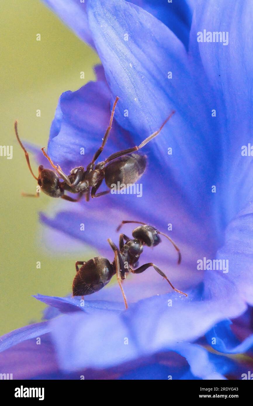 Macro photo of an ant sitting on a flower Stock Photo - Alamy
