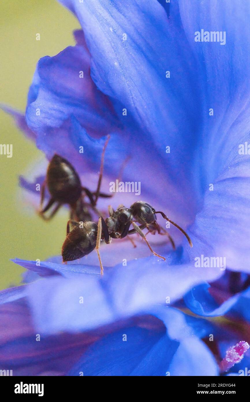 Macro photo of an ant sitting on a flower Stock Photo - Alamy