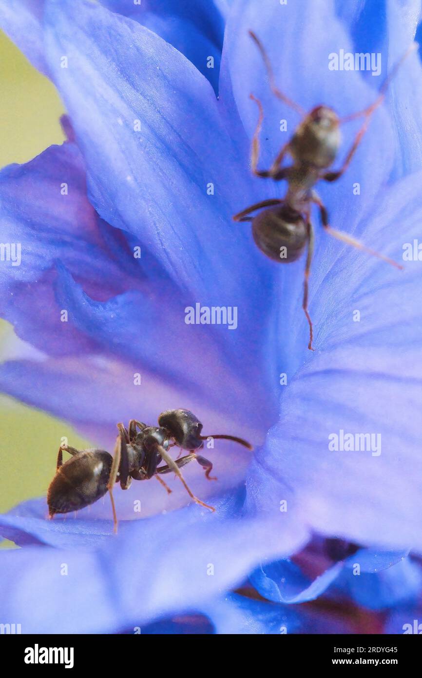 Macro photo of an ant sitting on a flower Stock Photo - Alamy