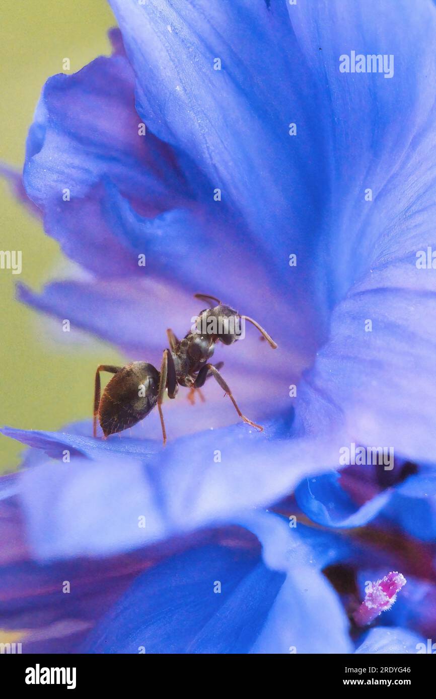 Macro photo of an ant sitting on a flower Stock Photo - Alamy