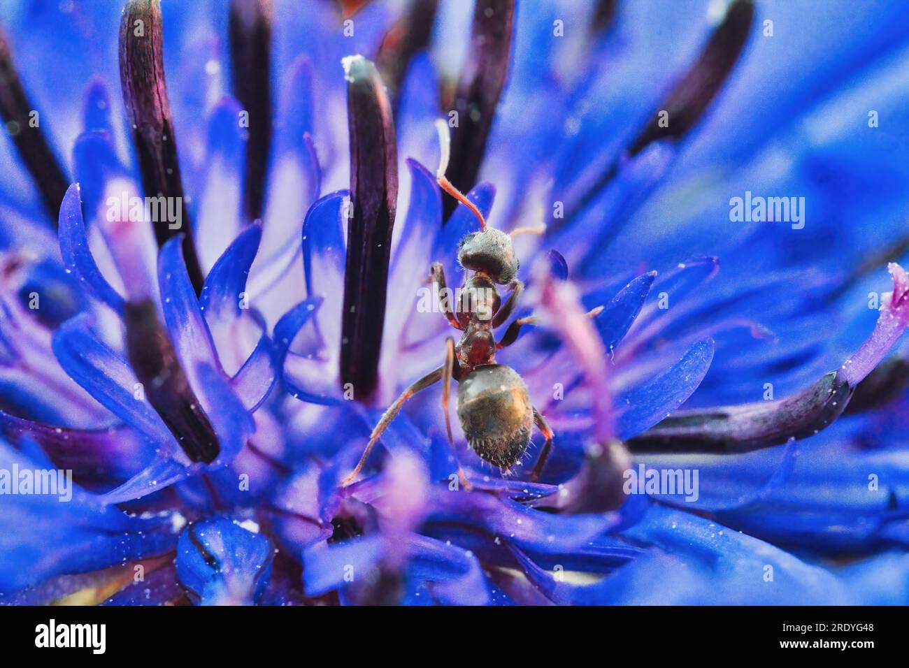 Macro photo of an ant sitting on a flower Stock Photo - Alamy