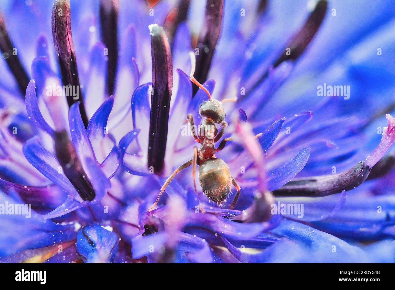 Macro photo of an ant sitting on a flower Stock Photo - Alamy