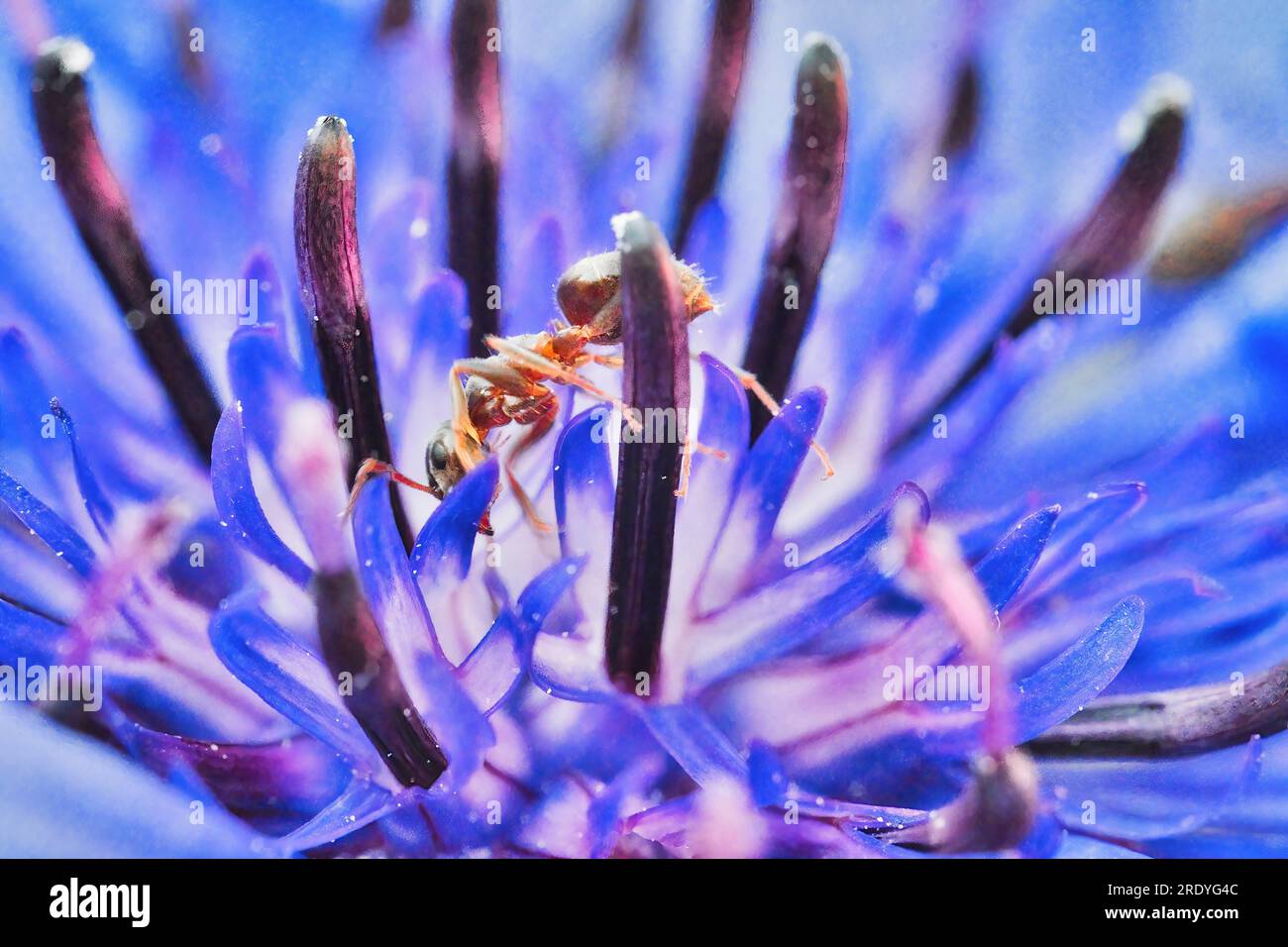 Macro photo of an ant sitting on a flower Stock Photo - Alamy