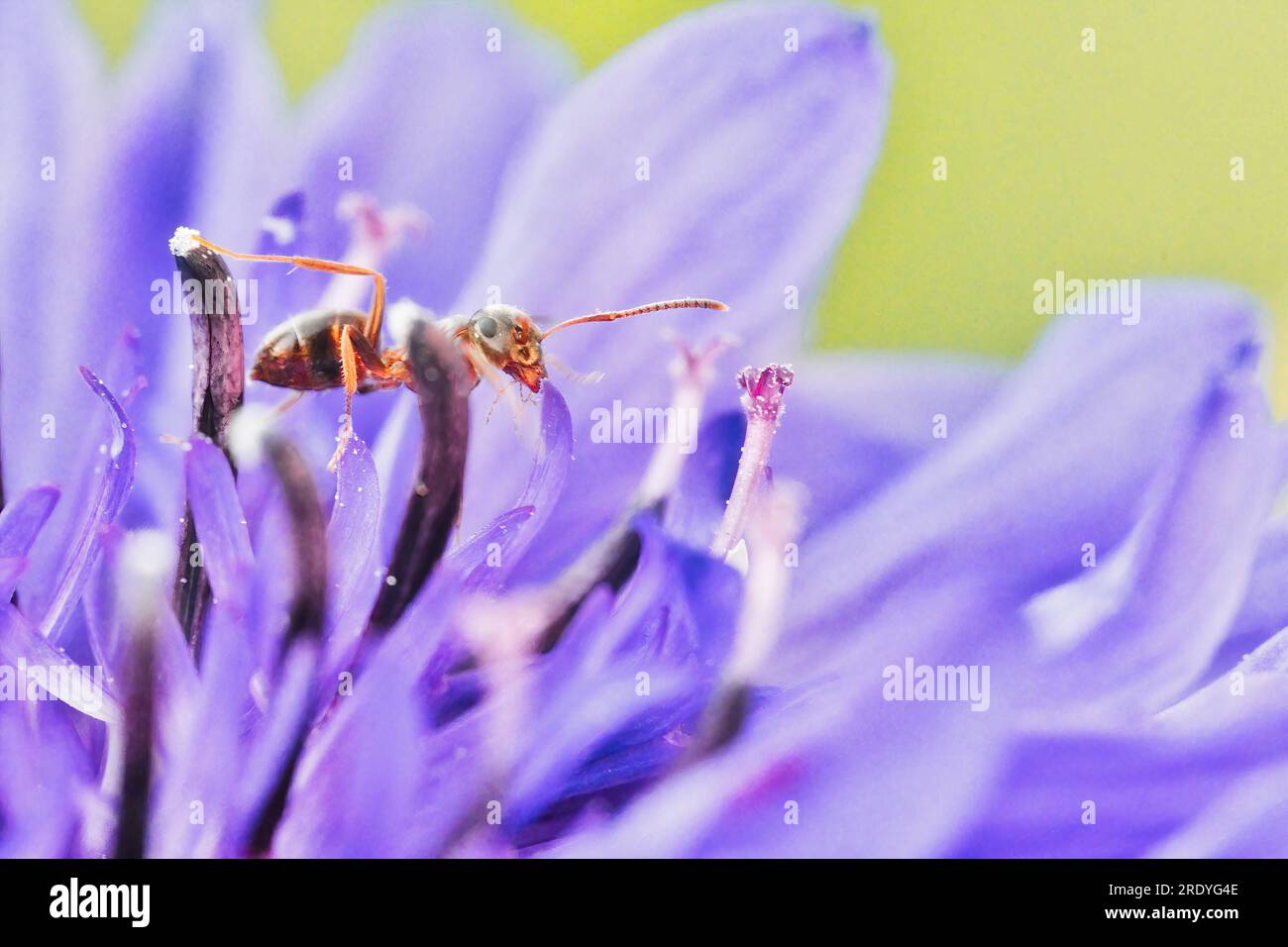 Macro photo of an ant sitting on a flower Stock Photo - Alamy