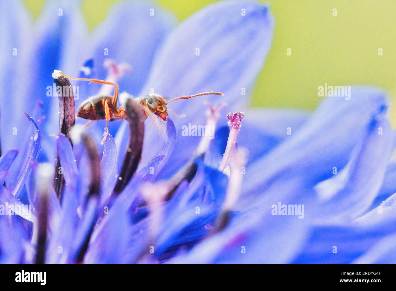 Macro photo of an ant sitting on a flower Stock Photo - Alamy