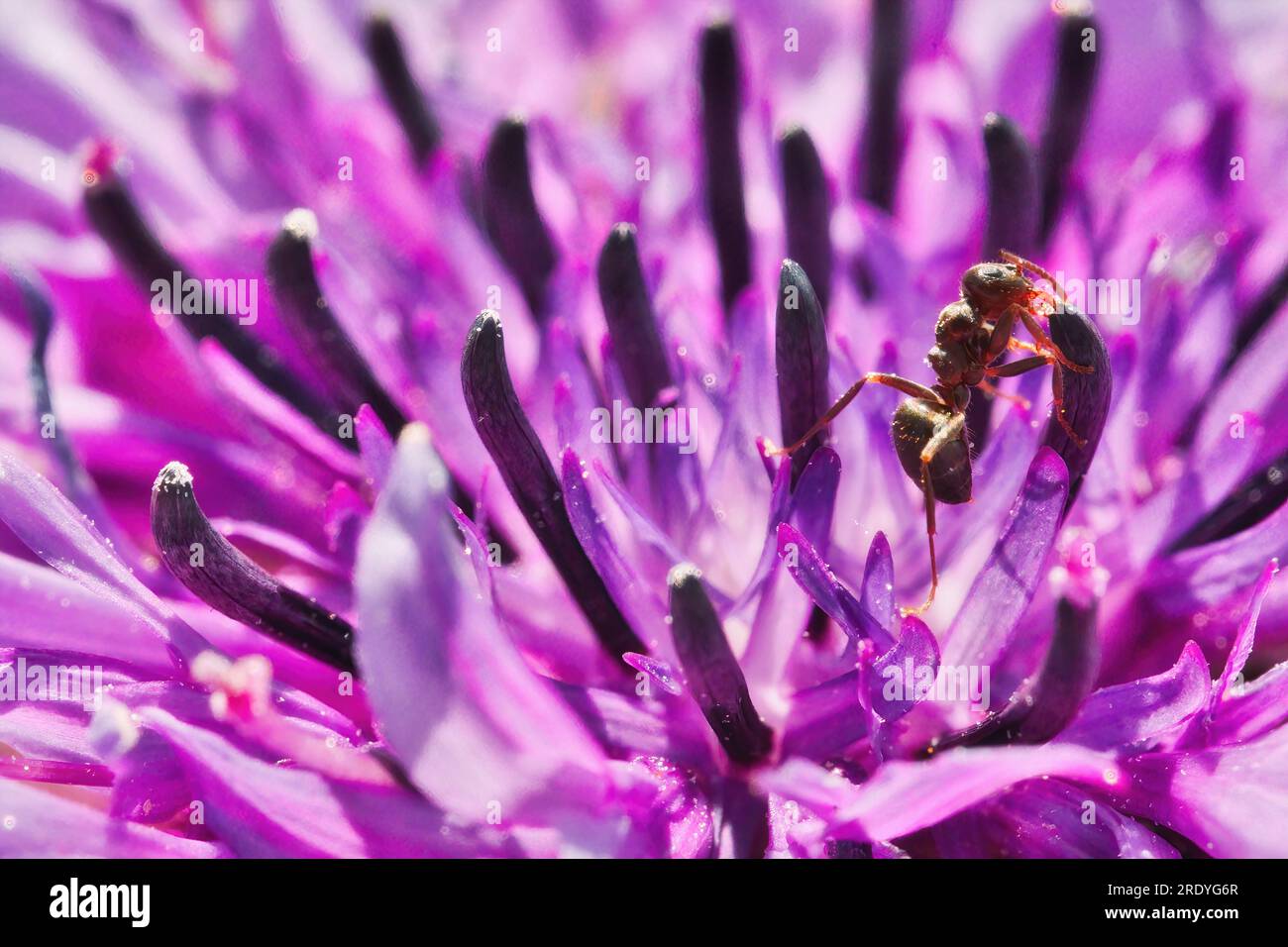 Macro photo of an ant sitting on a flower Stock Photo - Alamy