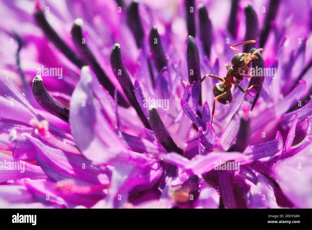 Macro photo of an ant sitting on a flower Stock Photo - Alamy