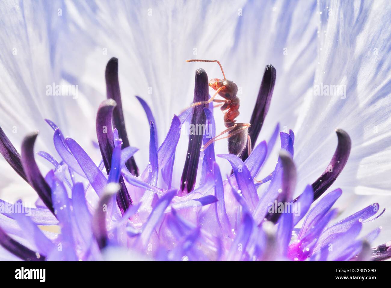 Macro photo of an ant sitting on a flower Stock Photo - Alamy