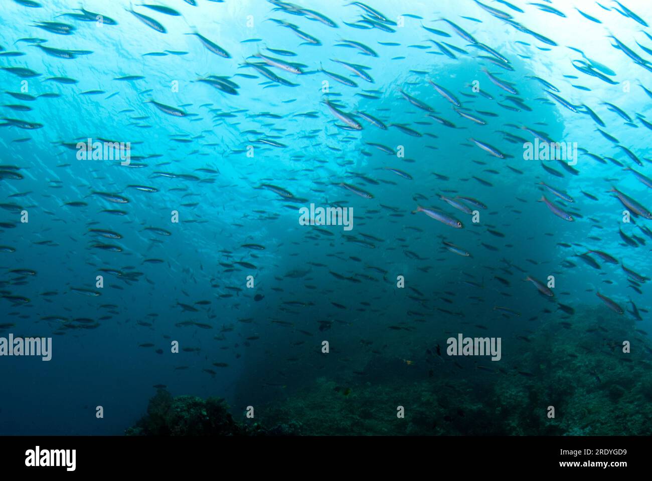 Bluestreak Fusiliers, Pterocaesio tile, school by pinnacle, Boo Windows ...