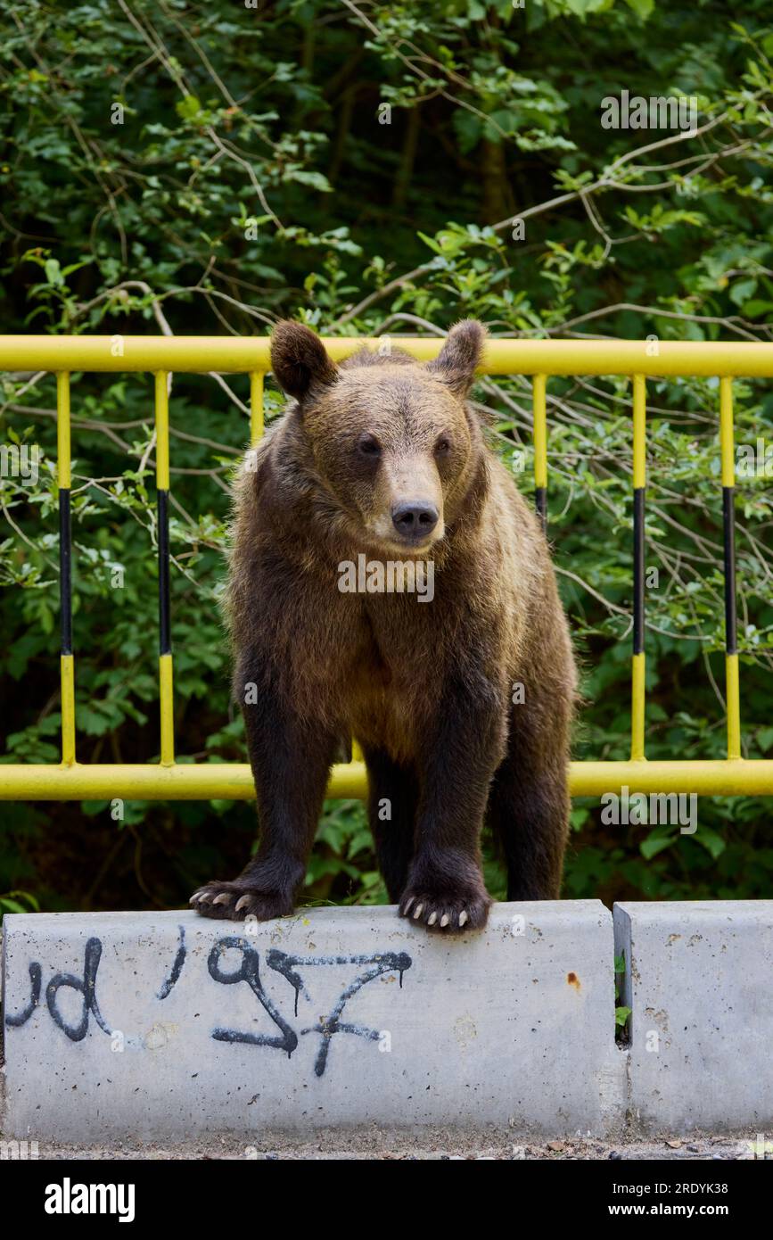The brown bear Photographed in Transfagarasan, Romania. A place that ...