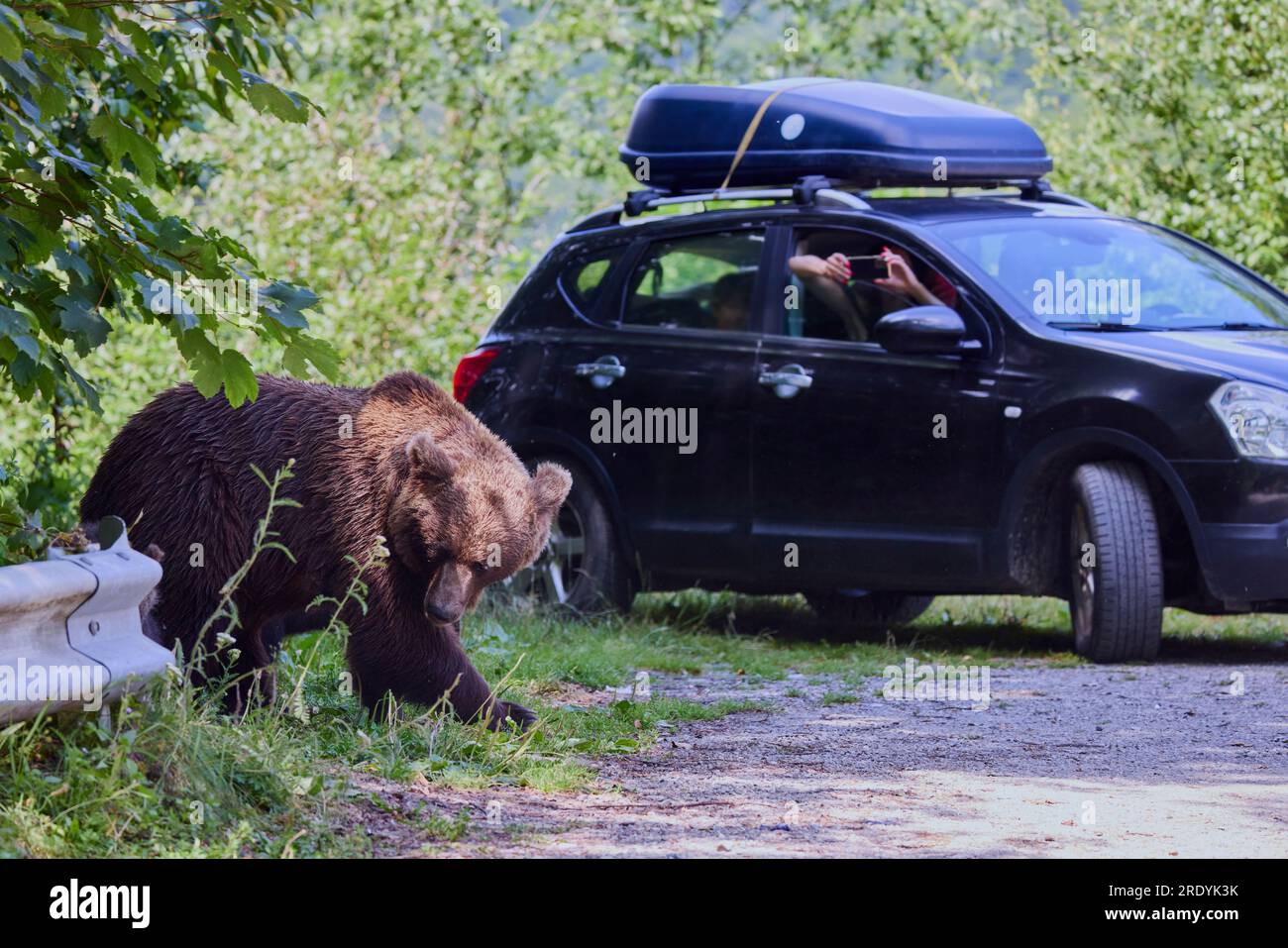 The brown bear Photographed in Transfagarasan, Romania. A place that ...