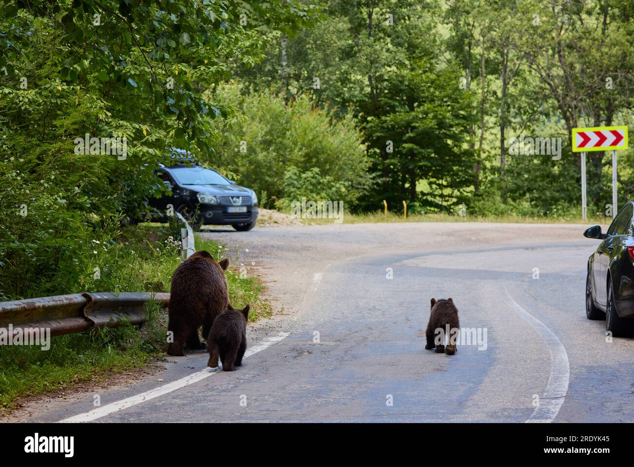 The brown bear Photographed in Transfagarasan, Romania. A place that ...