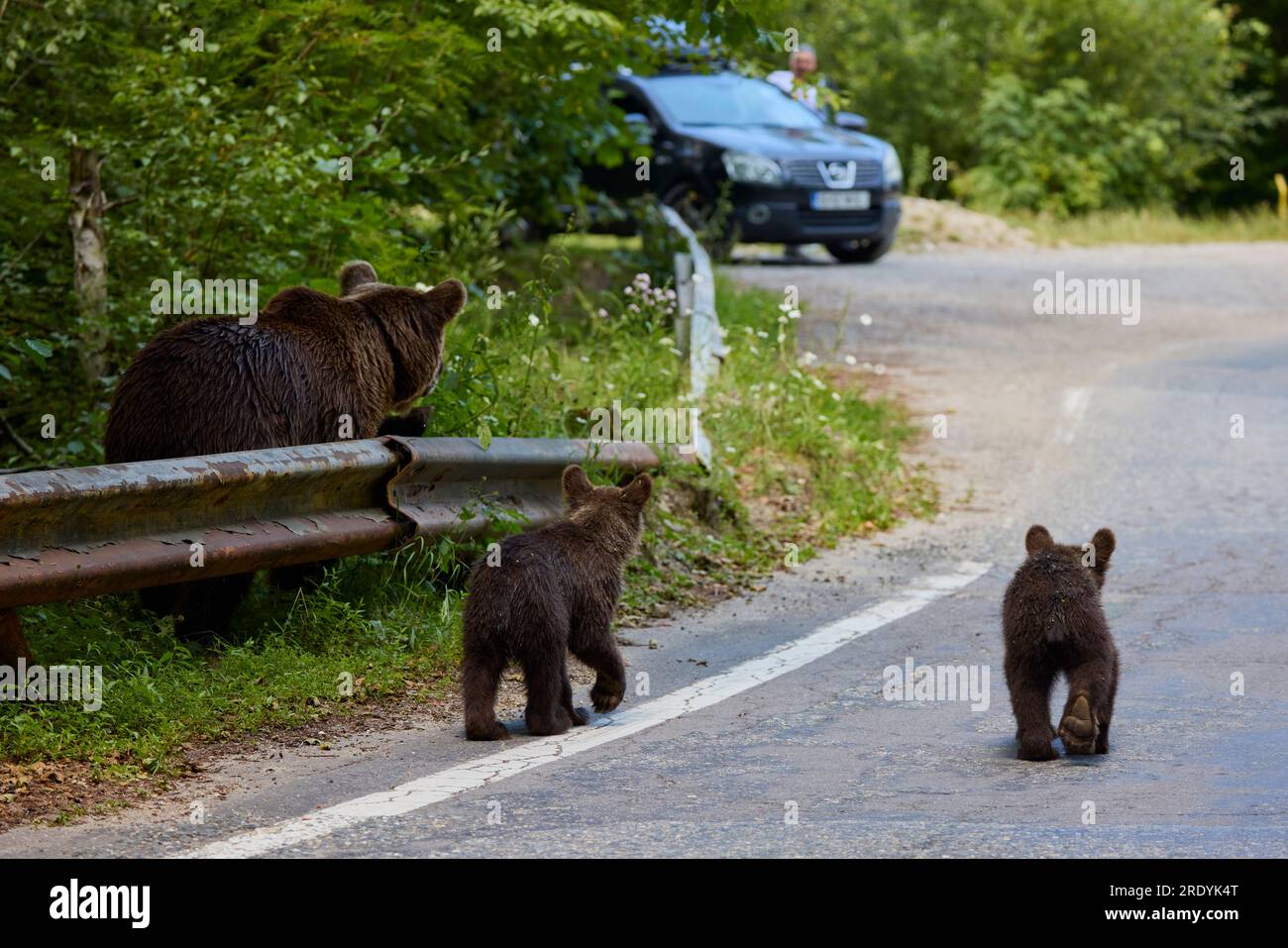 The brown bear Photographed in Transfagarasan, Romania. A place that ...