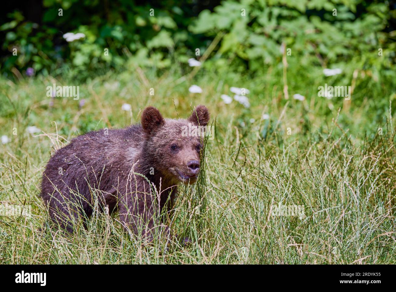 The brown bear Photographed in Transfagarasan, Romania. A place that ...