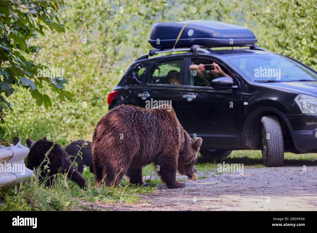 The brown bear Photographed in Transfagarasan, Romania. A place that ...