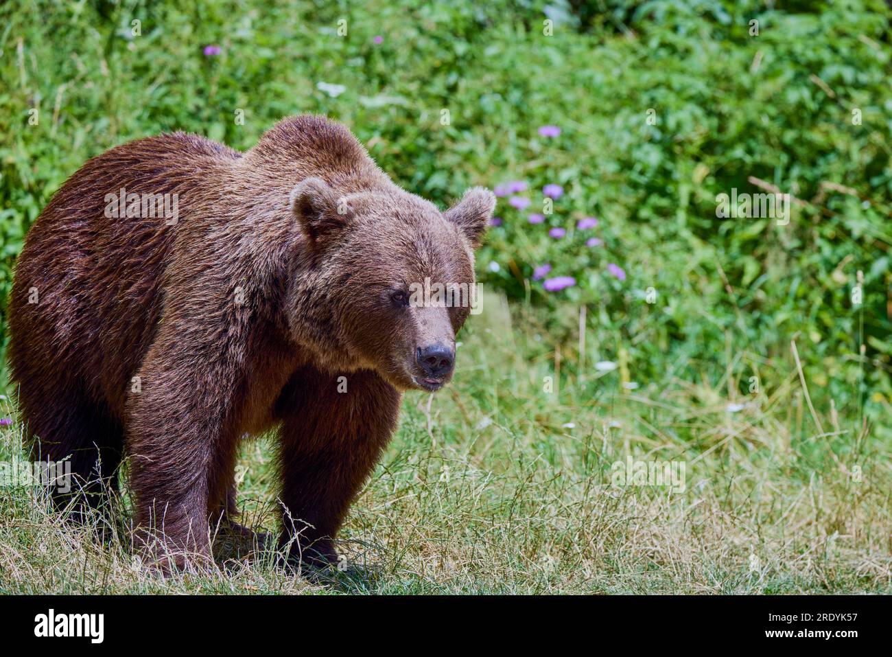 The brown bear Photographed in Transfagarasan, Romania. A place that ...