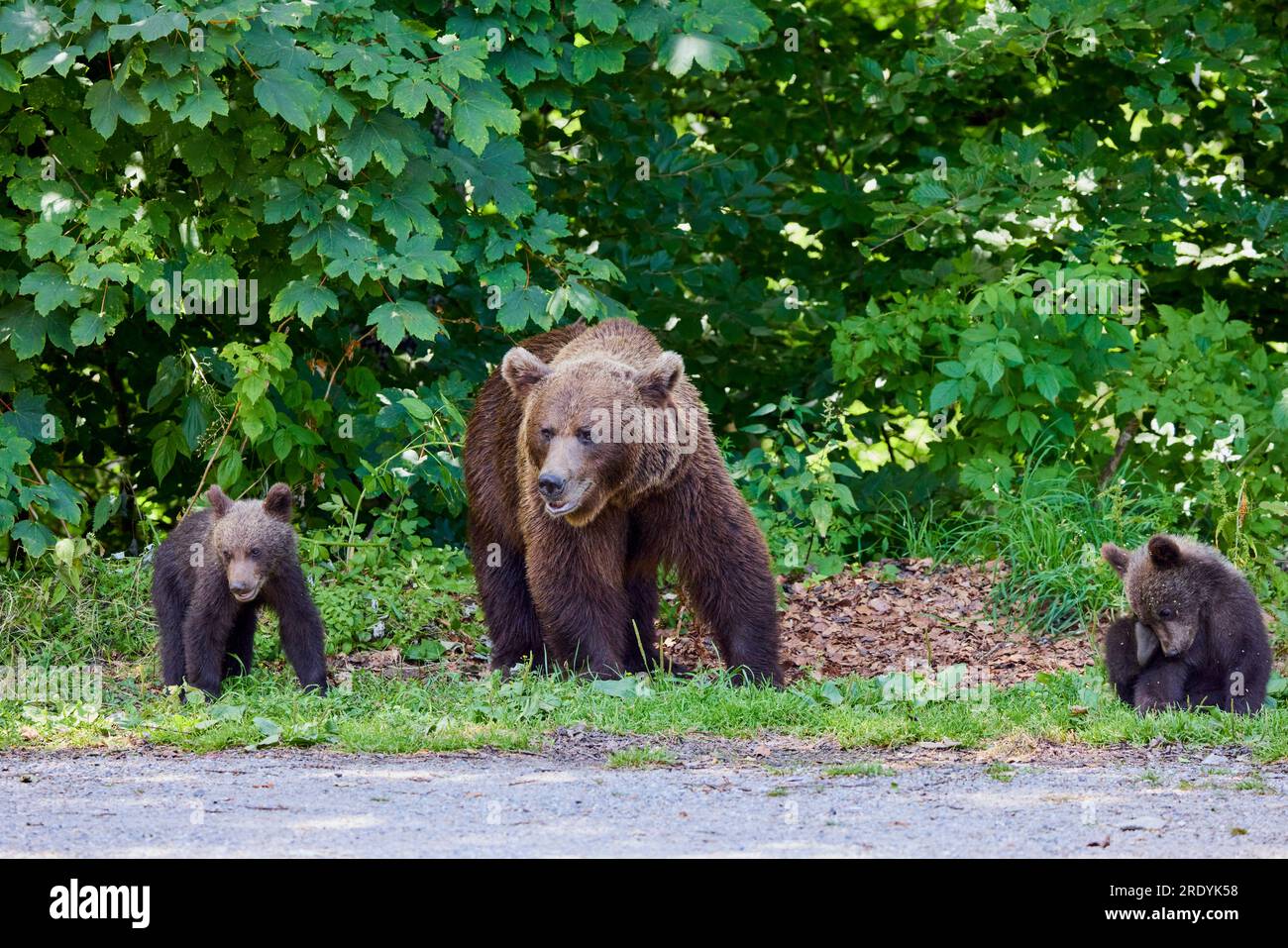 The brown bear Photographed in Transfagarasan, Romania. A place that ...