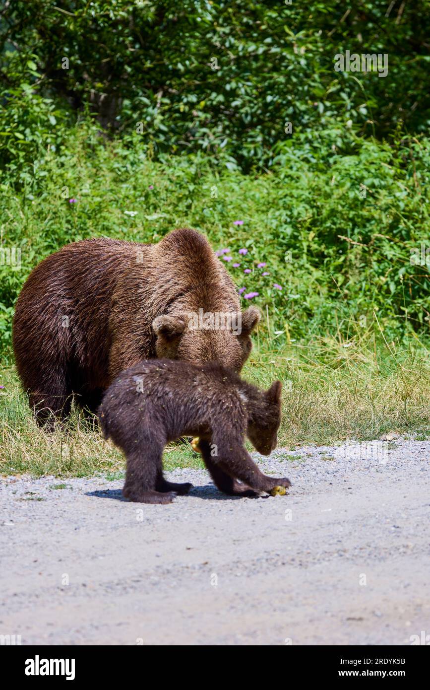 The brown bear Photographed in Transfagarasan, Romania. A place that ...